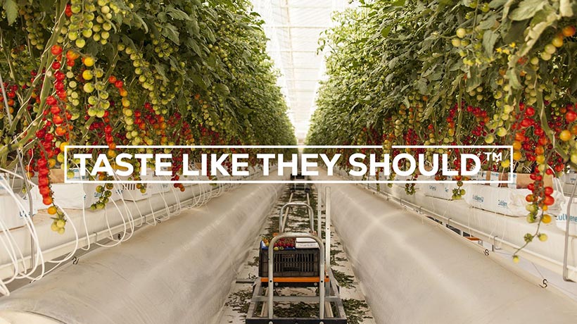 Tecton Engineering & Construction Llc Overview and Company Profile ...